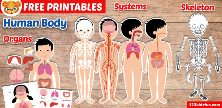 Human Body Systems for Kids Free Printables | 123 Kids Fun Apps
